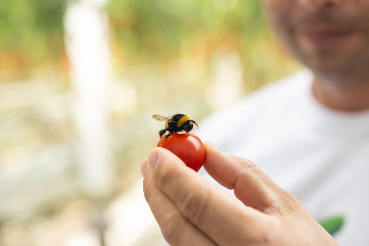 Čmeliak zemný, "opeľovač" našich paradajok | Farma KameničanyFarma ...